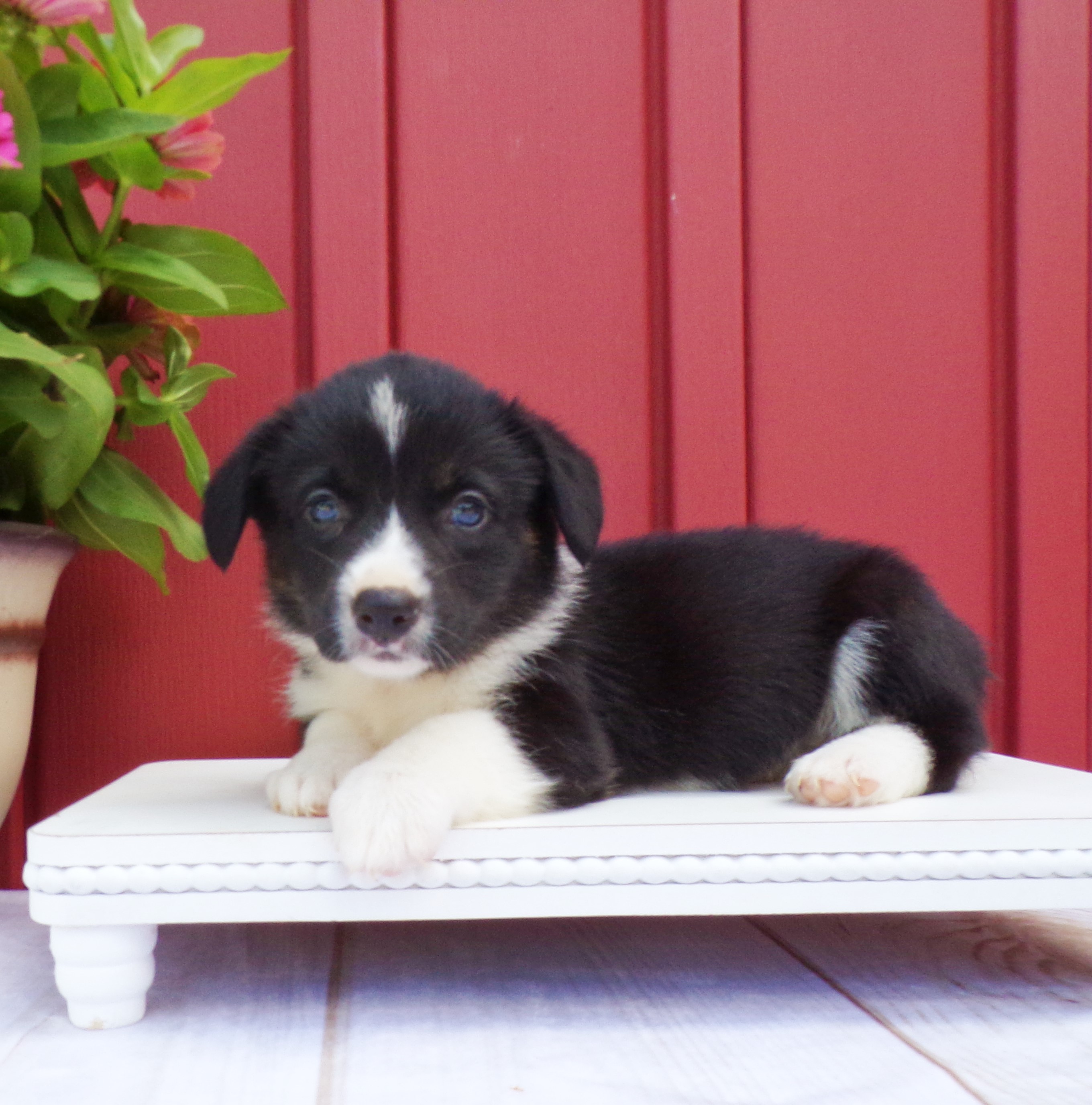 puppy, for, sale, Pembroke Welsh Corgi, Melvin King, dog, breeder ...